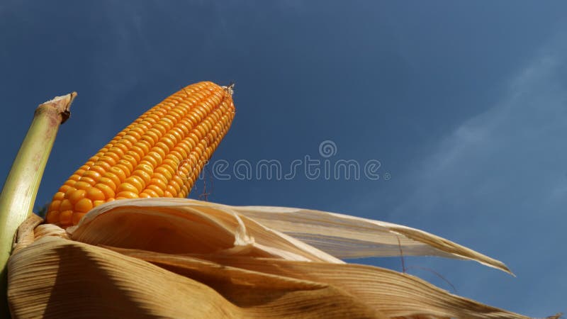 Fresh Corn, Cornstalk Soaring Upward Stock Image - Image of round ...