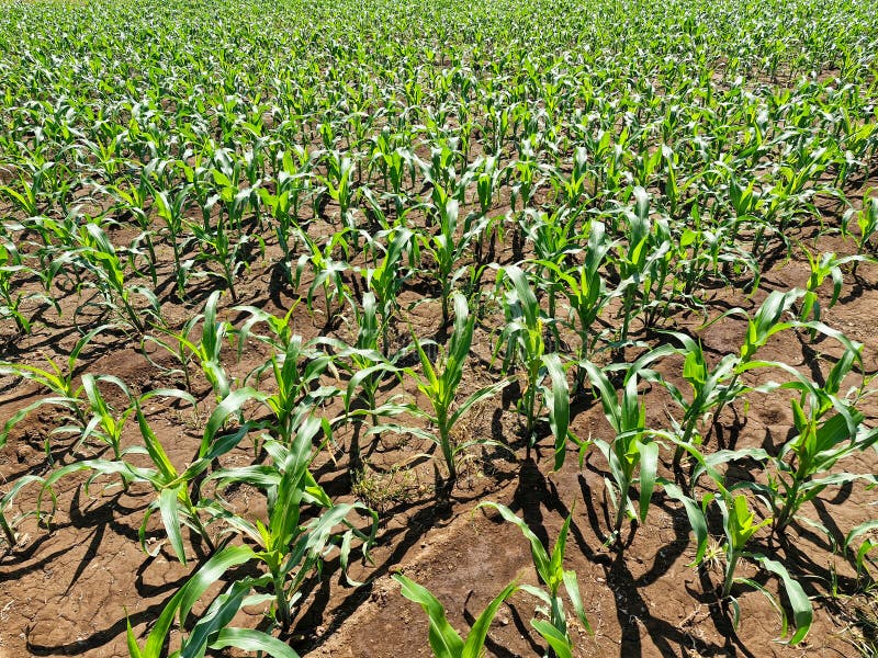 Fresh Corn Crops Thriving Under the Sun Stock Photo - Image of fields ...