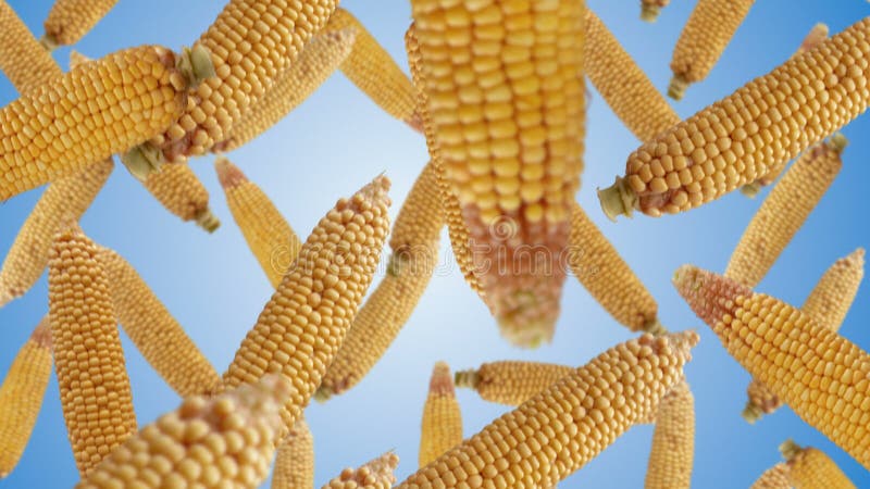 Fresh Corn Falling Down. Slow Motion. Stock Video - Video of fresh ...