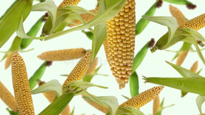 Fresh Corn Falling Down. Slow Motion. Stock Footage - Video of ripe ...