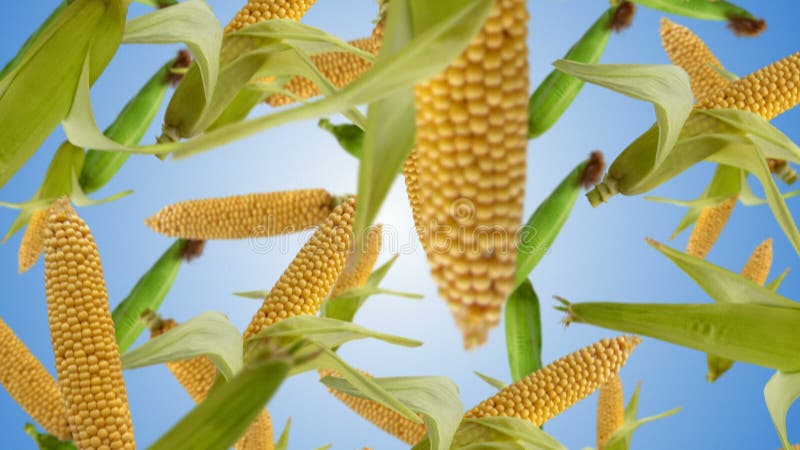 Fresh Corn Falling Down. Slow Motion. Stock Footage - Video of harvest ...