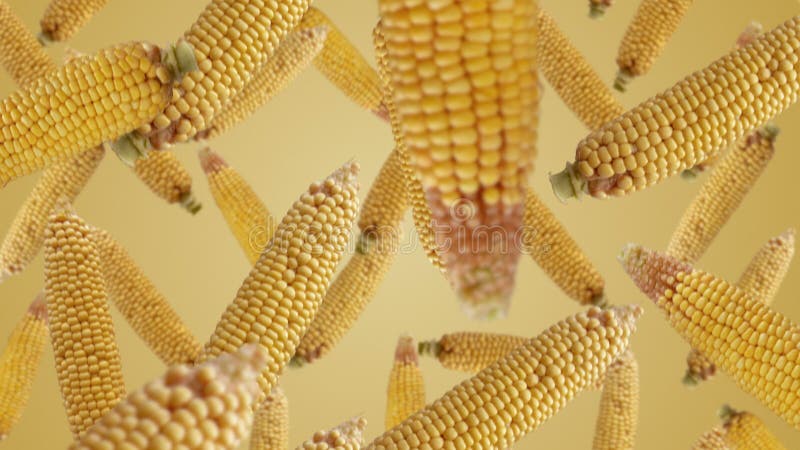 Fresh Corn Falling Down. Slow Motion. Stock Video - Video of fresh ...