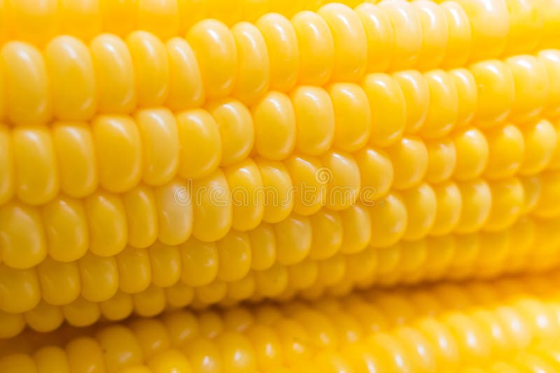 Fresh Corn in Farm Closeup Image Worm Light Stock Photo - Image of ...
