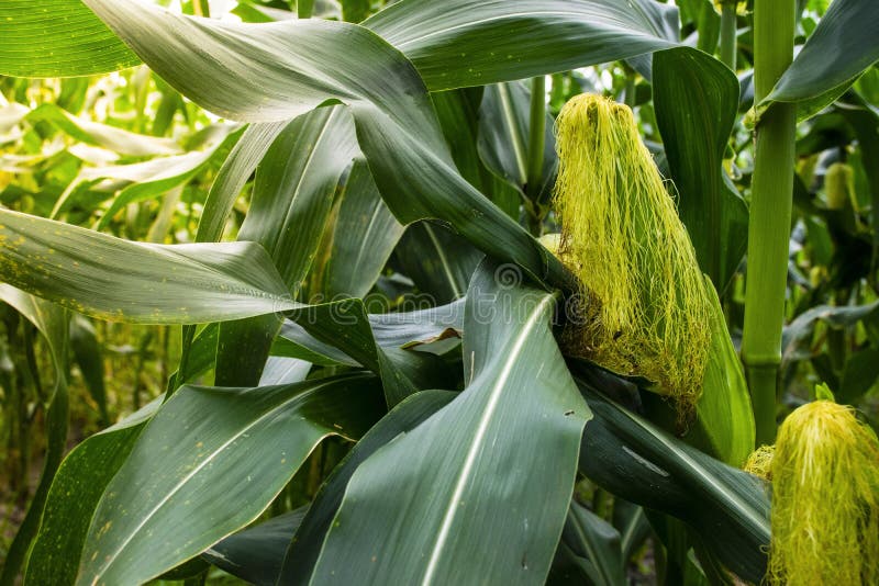 Fresh corn in field stock image. Image of outdoor, growth - 129660141