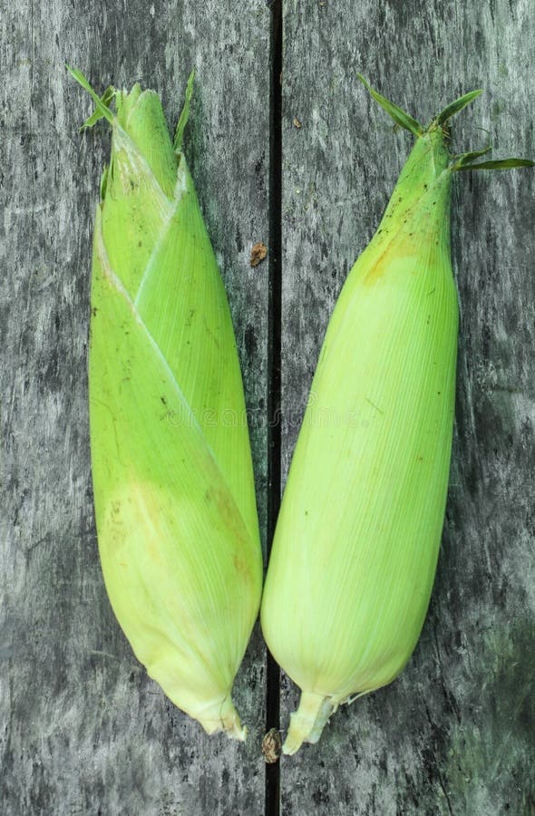 Fresh Corn Fruits with Green Leaves Stock Photo - Image of healthy ...
