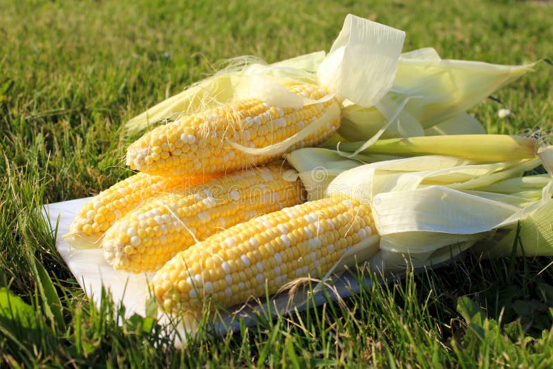 Fresh corn on the grass stock photo. Image of nutrition - 25054582