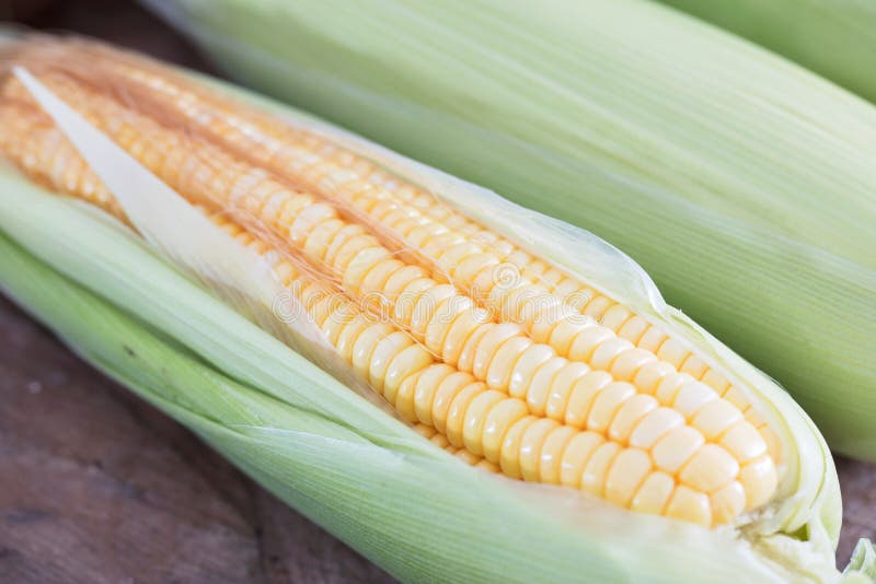 Fresh corn with green rind stock photo. Image of rice - 256886840