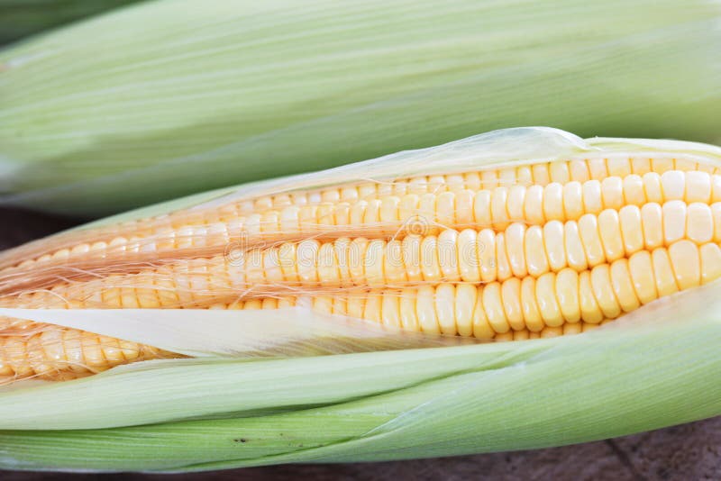 Fresh corn with green rind stock image. Image of agriculture - 256886859