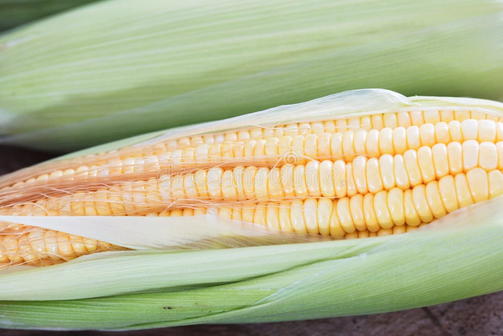 Fresh corn with green rind stock image. Image of agriculture - 256886859