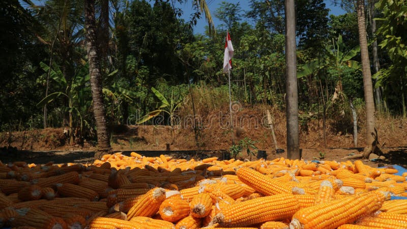 Fresh Corn on the Ground, Background is Green Stock Image - Image of ...