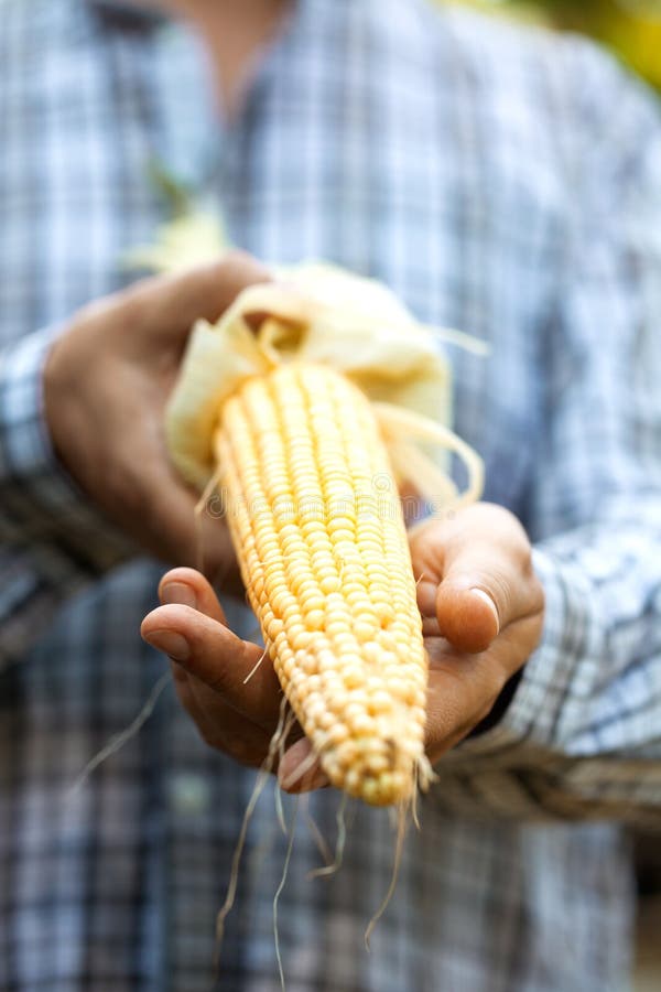 Fresh corn in hands stock photo. Image of country, gardening - 123449534
