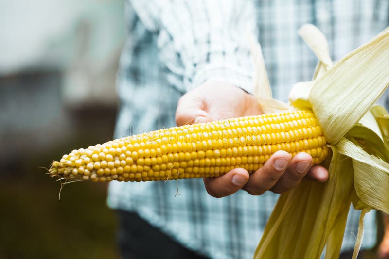 Fresh corn in hands stock photo. Image of closeup, freshness - 144319802
