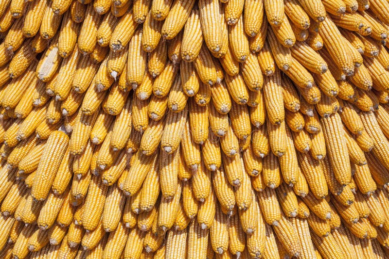 Fresh corn heads stock photo. Image of sweet, food, ripe - 145397394