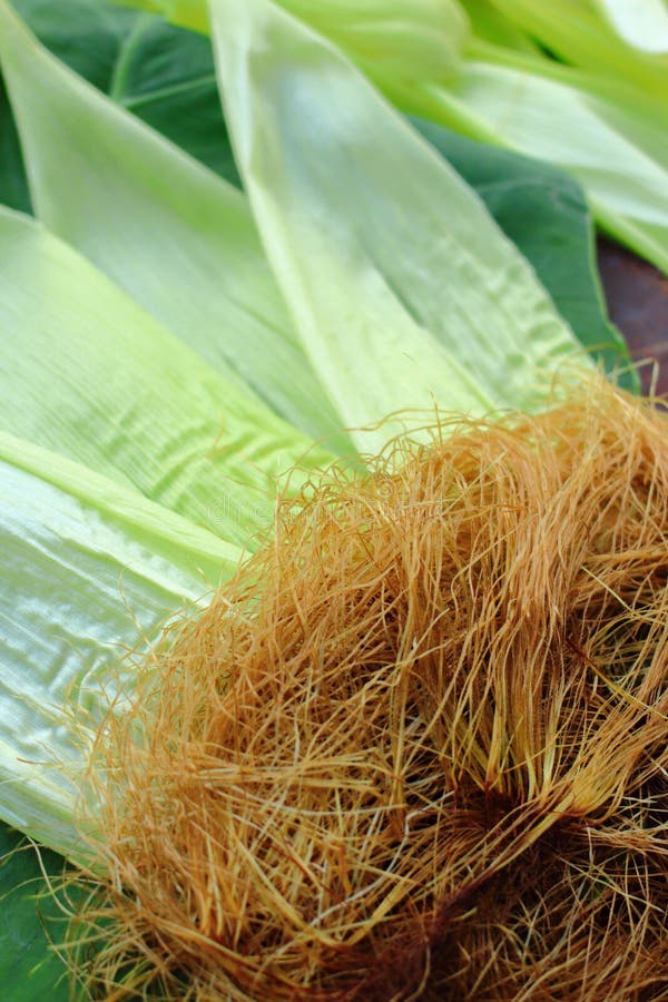 Fresh corn husks stock photo. Image of husks, commodity - 66371568