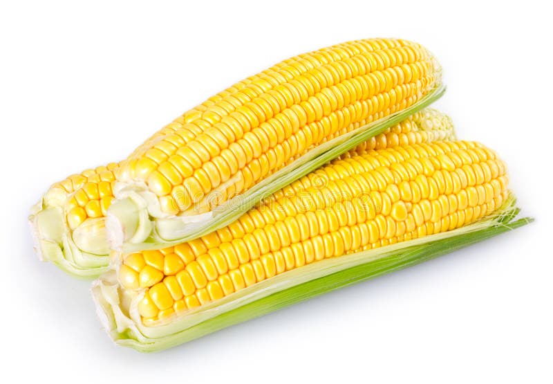 Fresh Corn on White Background Stock Photo - Image of grain, fresh ...