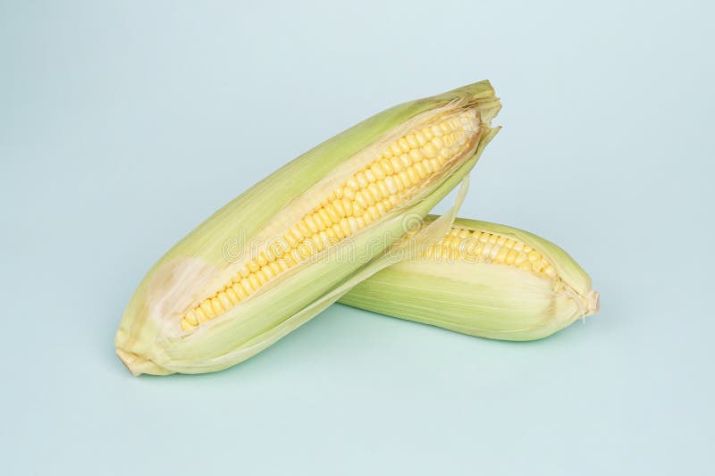 Fresh Corn, with Its Natural Green Husks on Blue Background Stock Photo ...