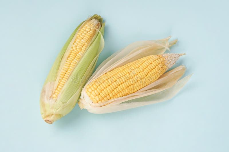 Fresh Corn, with Its Natural Green Husks Isolated on Blue Background ...