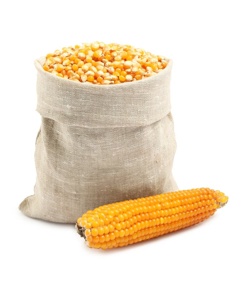 Fresh Corn Kernels in Burlap Sack and Corncob Isolated on White Stock ...
