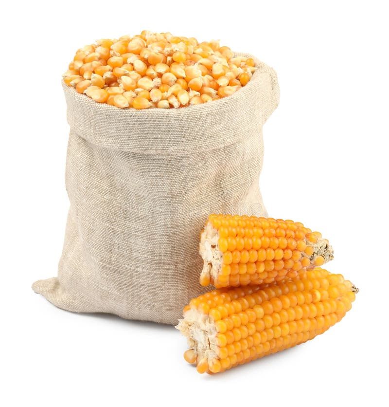 Fresh Corn Kernels in Burlap Sack and Corncobs Isolated on White Stock ...
