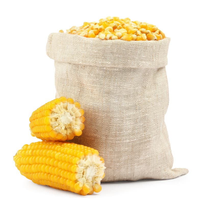 Fresh Corn Kernels in Burlap Sack and Corncobs Isolated on White Stock ...