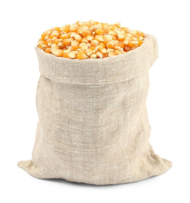 Fresh Corn Kernels in Burlap Sack Isolated on White Stock Image - Image ...
