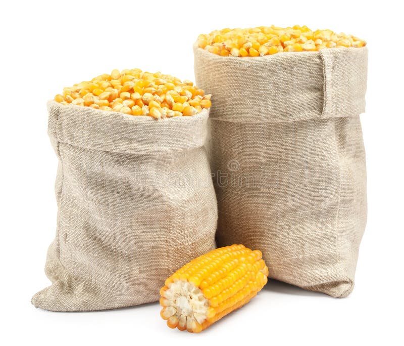 Fresh Corn Kernels in Burlap Sacks and Corncob Isolated on White Stock ...