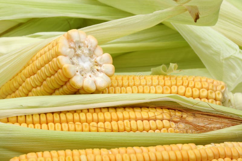 Fresh Corn and Leaves, Full Frame Stock Image - Image of nature, farm ...
