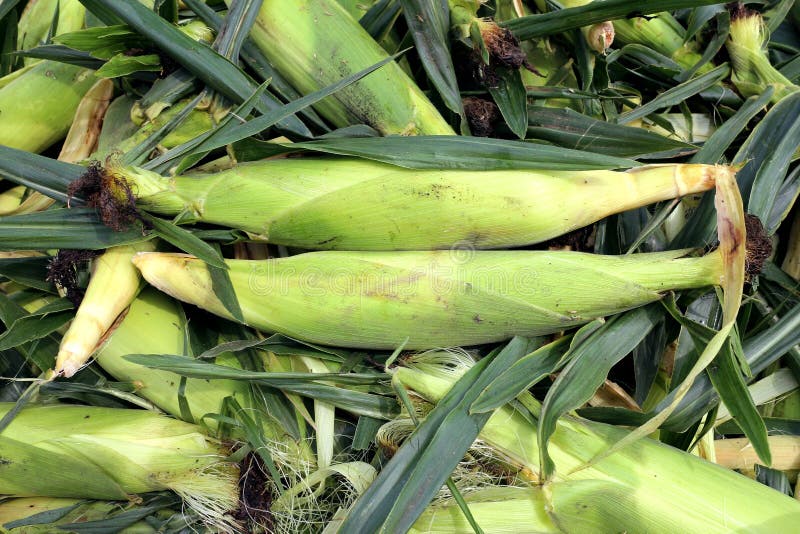 Fresh corn stock image. Image of nature, ingredient, husk - 77680211