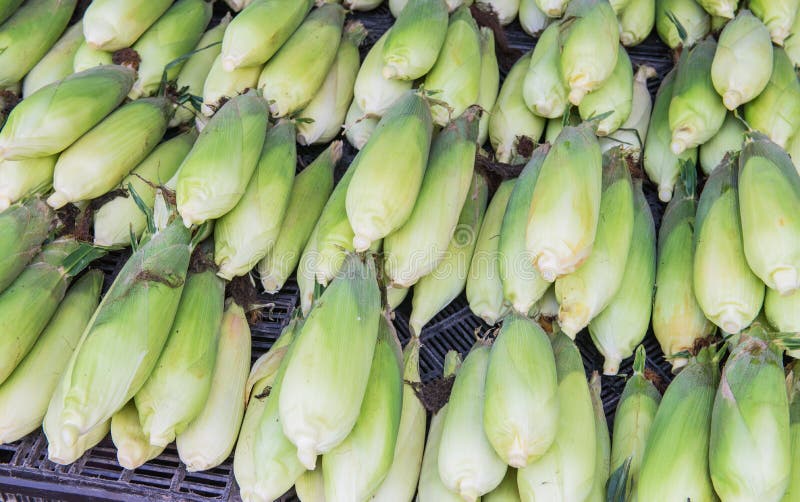 Fresh Corn stock image. Image of cake, grain, forage - 53194743