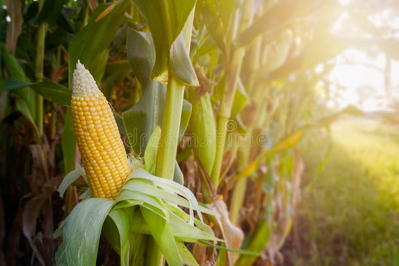 Fresh Corn Open Show Grain in the Field. Stock Photo - Image of season ...