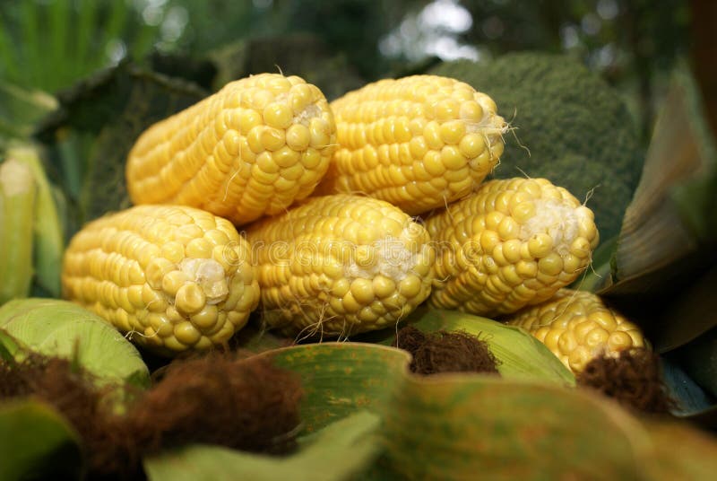 Fresh Corn stock photo. Image of agriculture, corn, life - 36914496