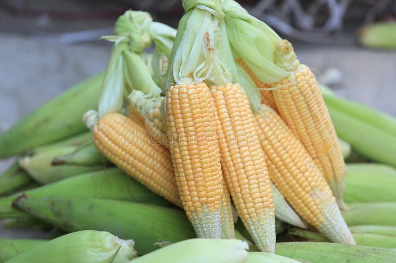 Fresh Corn Selling at Street Shop Stock Photo - Image of vegetable ...