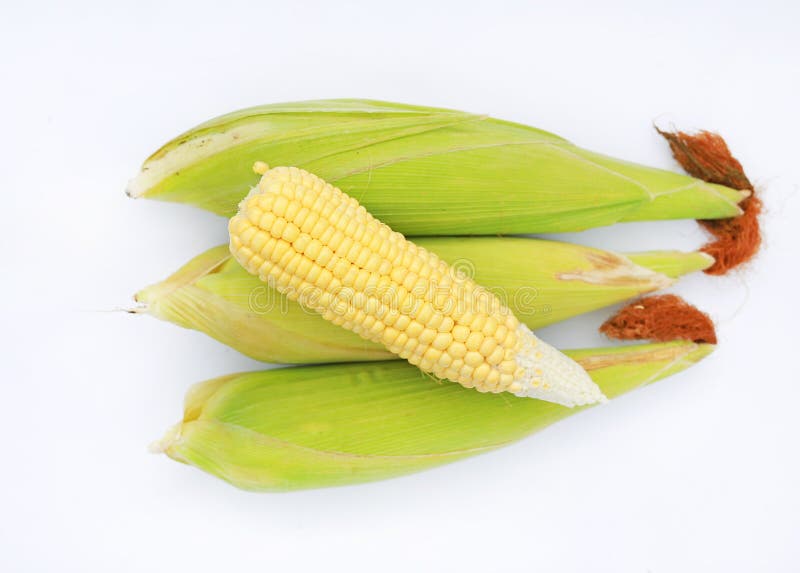 Raw Corn in Shell Ready To Be Cooked. Selective Focus Stock Photo ...