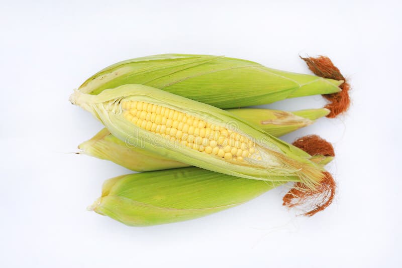 Raw Corn in Shell Ready To Be Cooked. Selective Focus Stock Photo ...