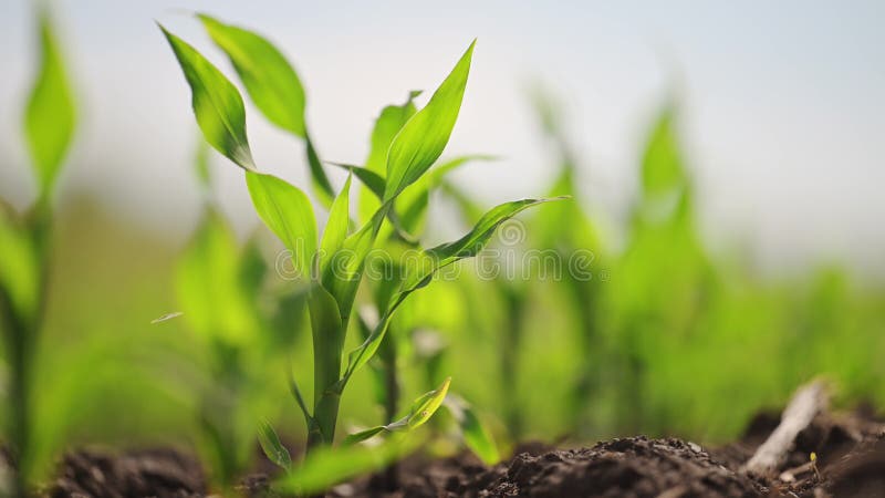 Fresh Corn Sprouts Growing in a Well-planted Field Under the Spring Sun ...