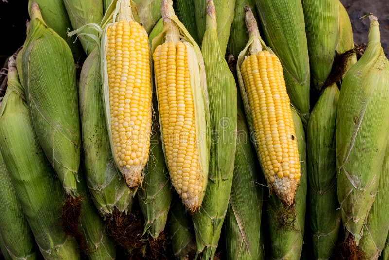 Corn Stacks stock photo. Image of cornstack, farming - 27165512