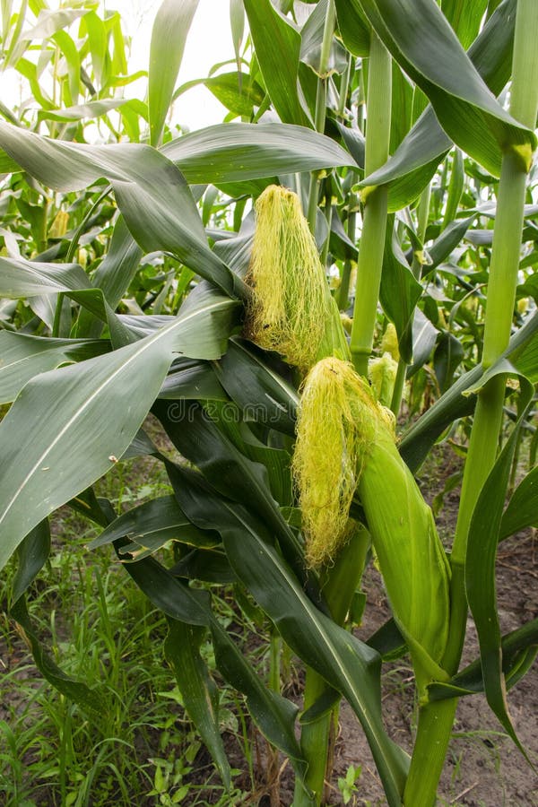 Fresh corn on stalk stock image. Image of farm, farmland - 129660055