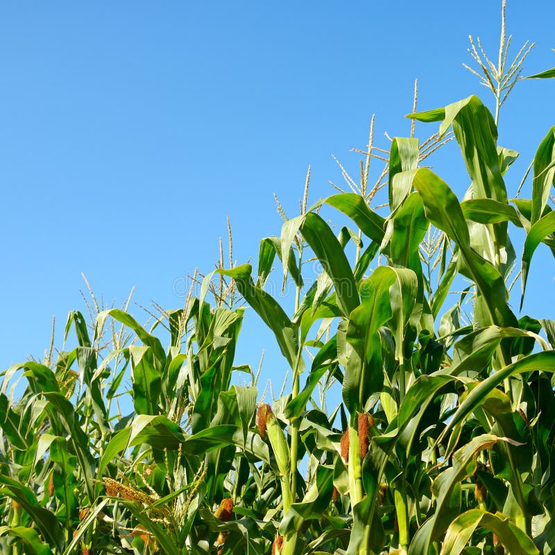 Fresh Corn Stalks on Blue Sky Background. Stock Photo - Image of land ...