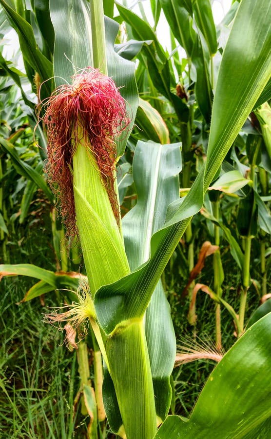 Corn Stark Stock Photos - Free & Royalty-Free Stock Photos from Dreamstime