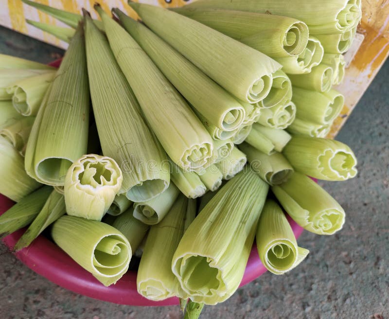 Fresh corn straw leaves stock photo. Image of sweetcorn - 381874174