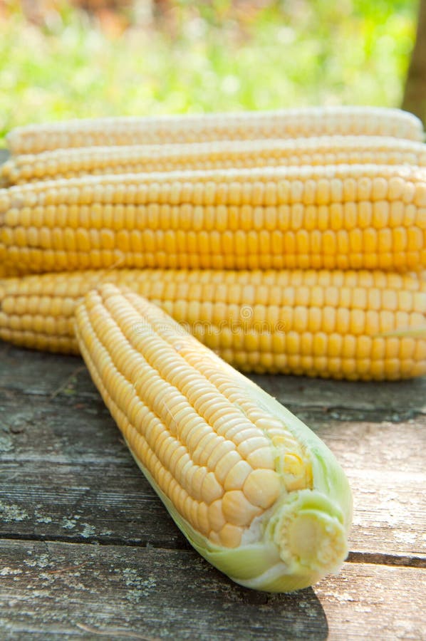 Fresh corn on the table stock photo. Image of delicious - 21279440