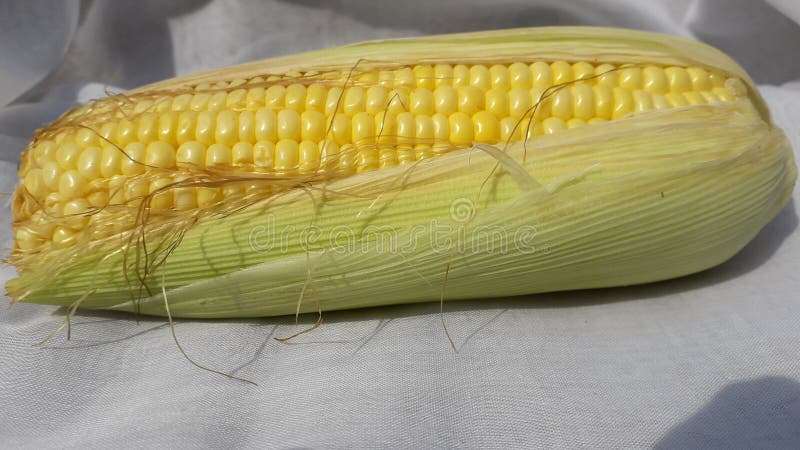 Fresh Corn from Th Field with Skin Stock Photo - Image of fish, plant ...