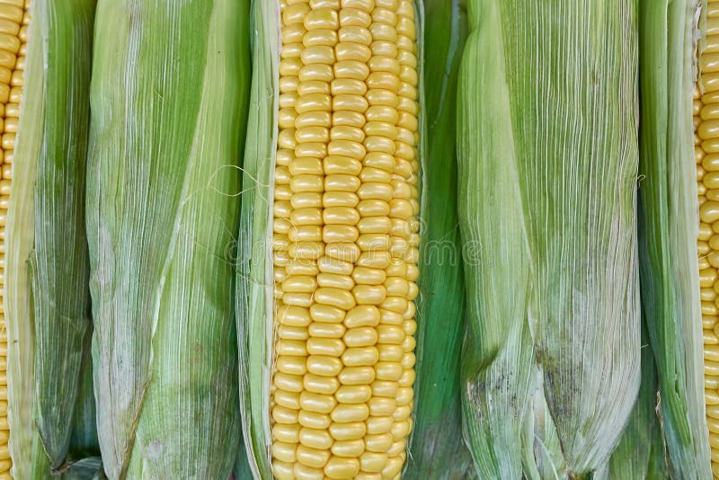 Organic Corn Cobs and Carrots for Sale Stock Photo - Image of cereal ...