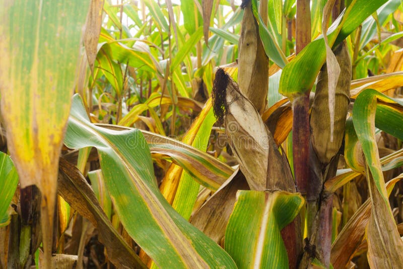 Fresh Corn on the Tree Complete with Harvest Stock Image - Image of ...