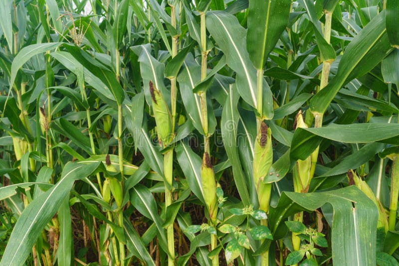 Fresh Corn on the Tree Complete with Harvest Stock Photo - Image of ...