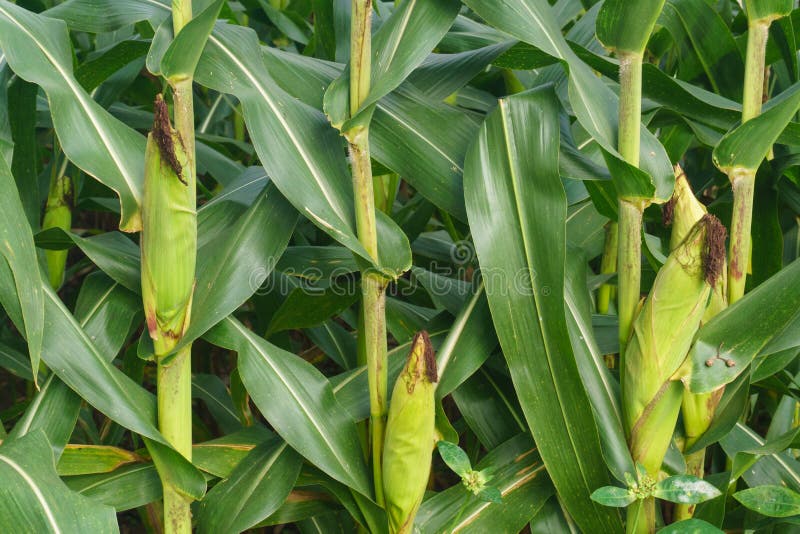 Fresh Corn on the Tree Complete with Harvest Stock Image - Image of ...