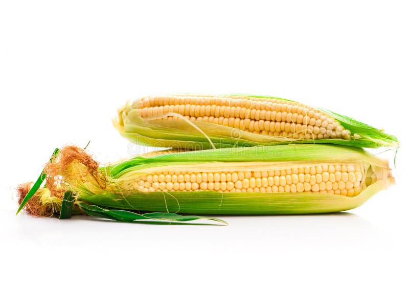 Fresh corn vegetable stock photo. Image of background - 25527240