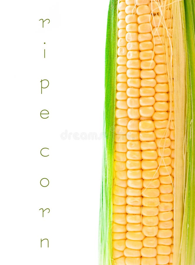 Fresh corn vegetable stock photo. Image of healthy, yellow - 25527288