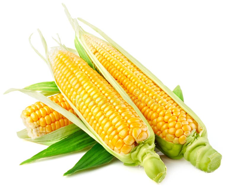 FRESH CORN with US FLAGS stock image. Image of agriculture - 25545259