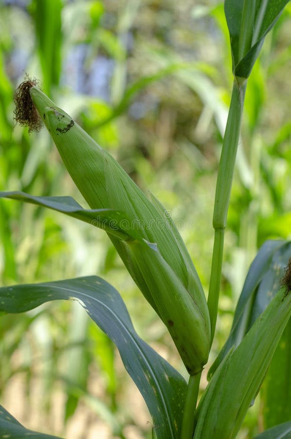 Fresh Corn Vegetables on Corn Plant Stock Photo - Image of cultivated ...